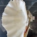 Giant Clam Shell Real Sea Shell Rare Strawberry Bear Claw Clam Horses ...