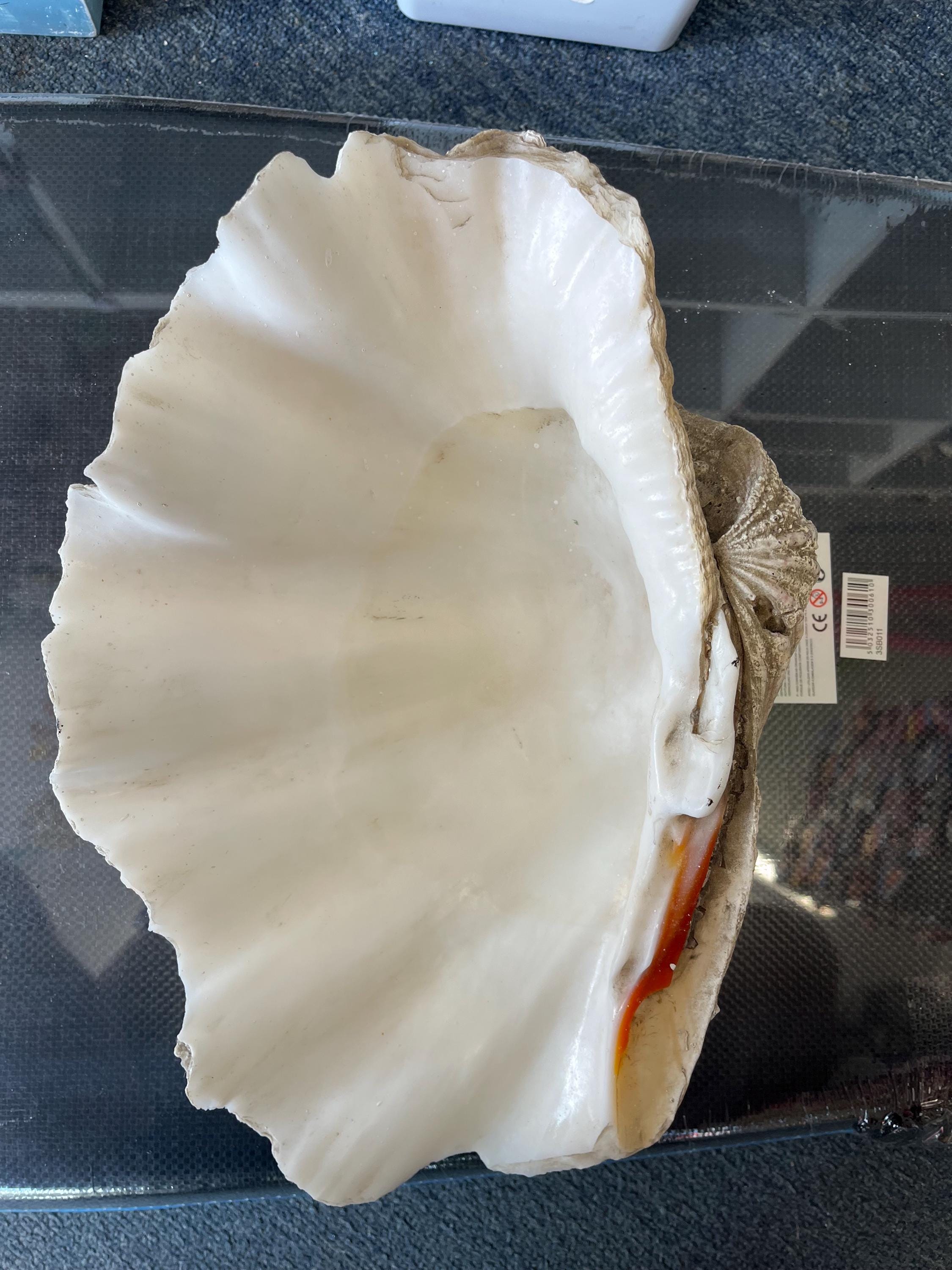 Giant Clam Shell Real Sea Shell Rare Strawberry Bear Claw Clam Horses ...