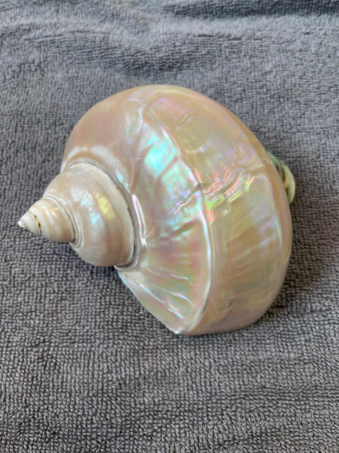 Turbo Marmoratus Shell Giant Green Turban Sea Shell Rare Antique Shell ...