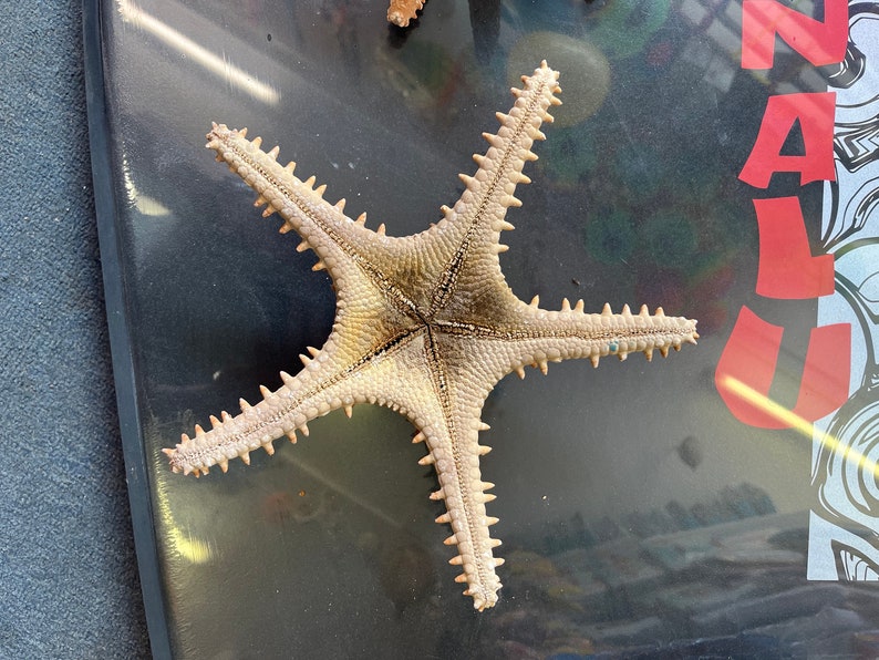 Real Long Spine Starfish Giant Natural Creature Dried From Philippines ...