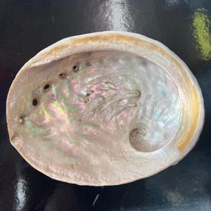 Red Abalone Shell Natural Stunning Red Orange Raw Sea Shell Haliotis ...