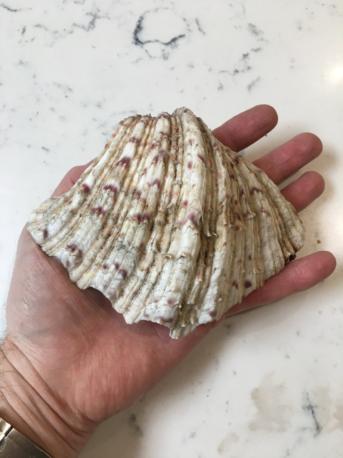 Giant Clam Shell Strawberry Bear Claw Clam Horses Hoof Clam Rare ...