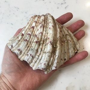 Giant Clam Shell Strawberry Bear Claw Clam Horses Hoof Clam Rare ...