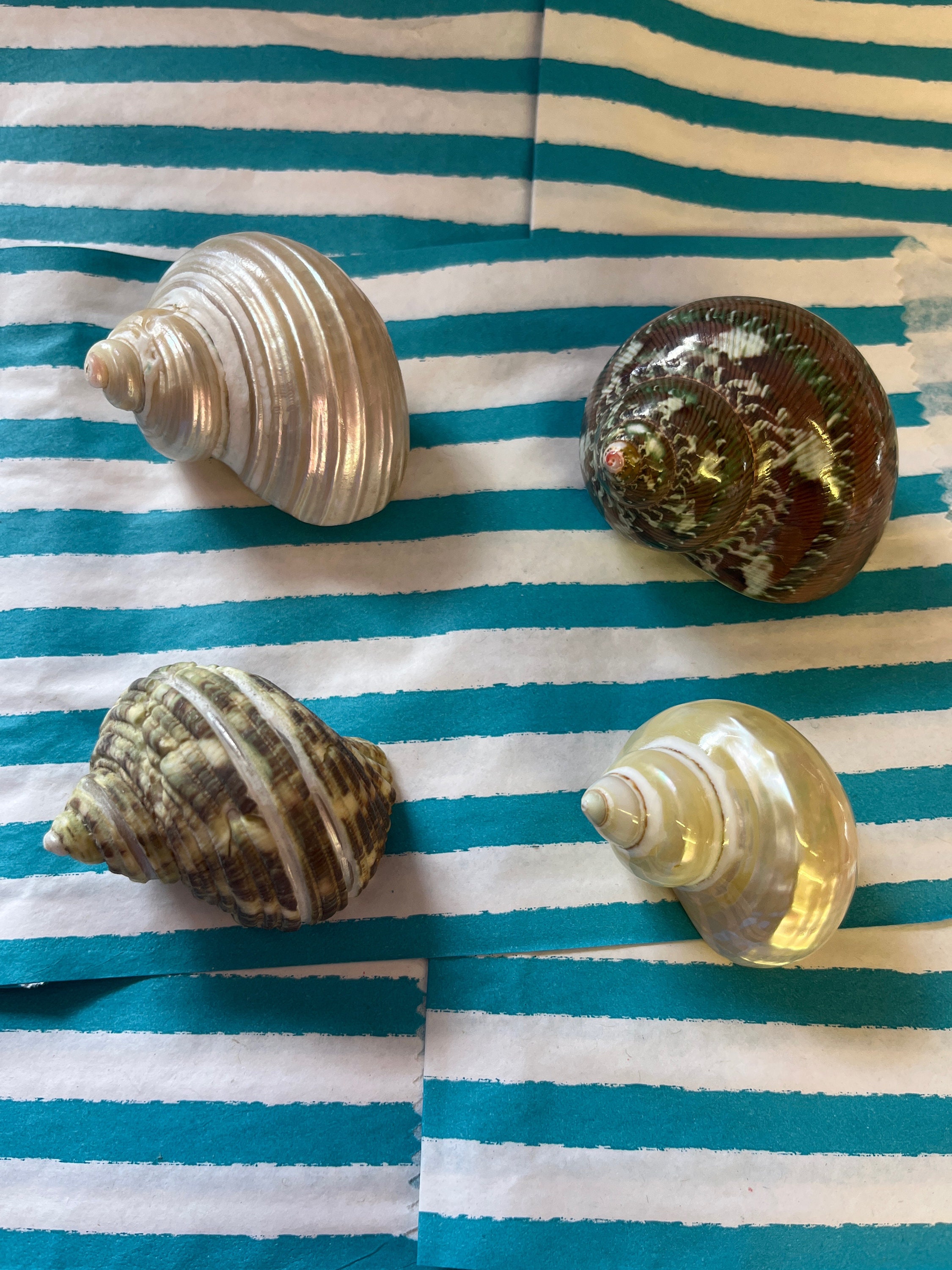 Turbo Shell Selection X 4 Shells From Philippines Natural - Etsy