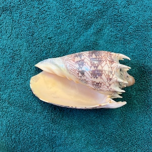 Imperial Volute Shell Cymbiola Imperialis Natural Sea Shell Pattern Sea ...