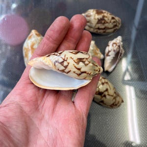 Bat Wing Volute Shell Cymbiola Vespertilio Natural Sea Shell From ...