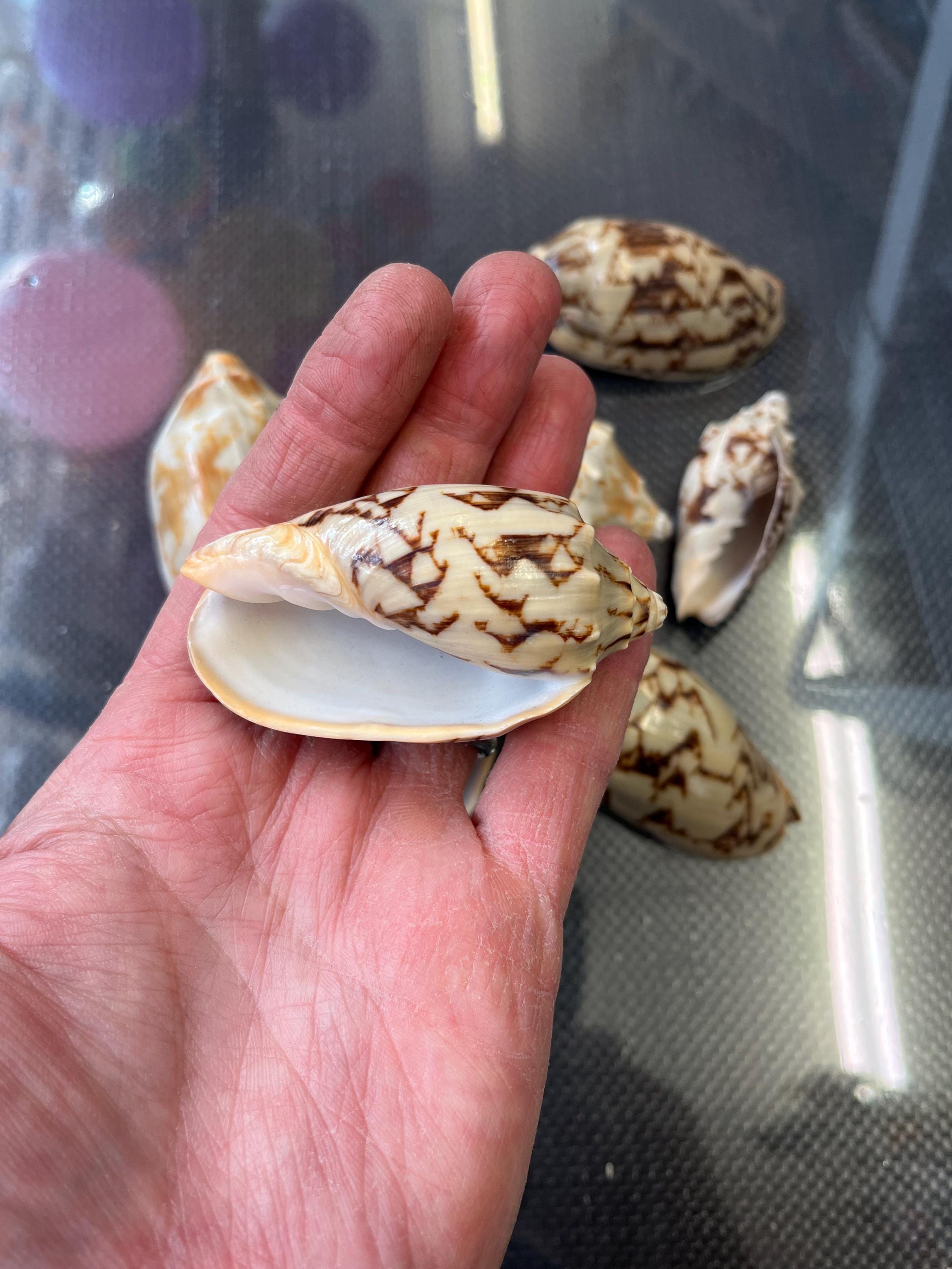 Bat Wing Volute Shell Cymbiola Vespertilio Natural Sea Shell From ...