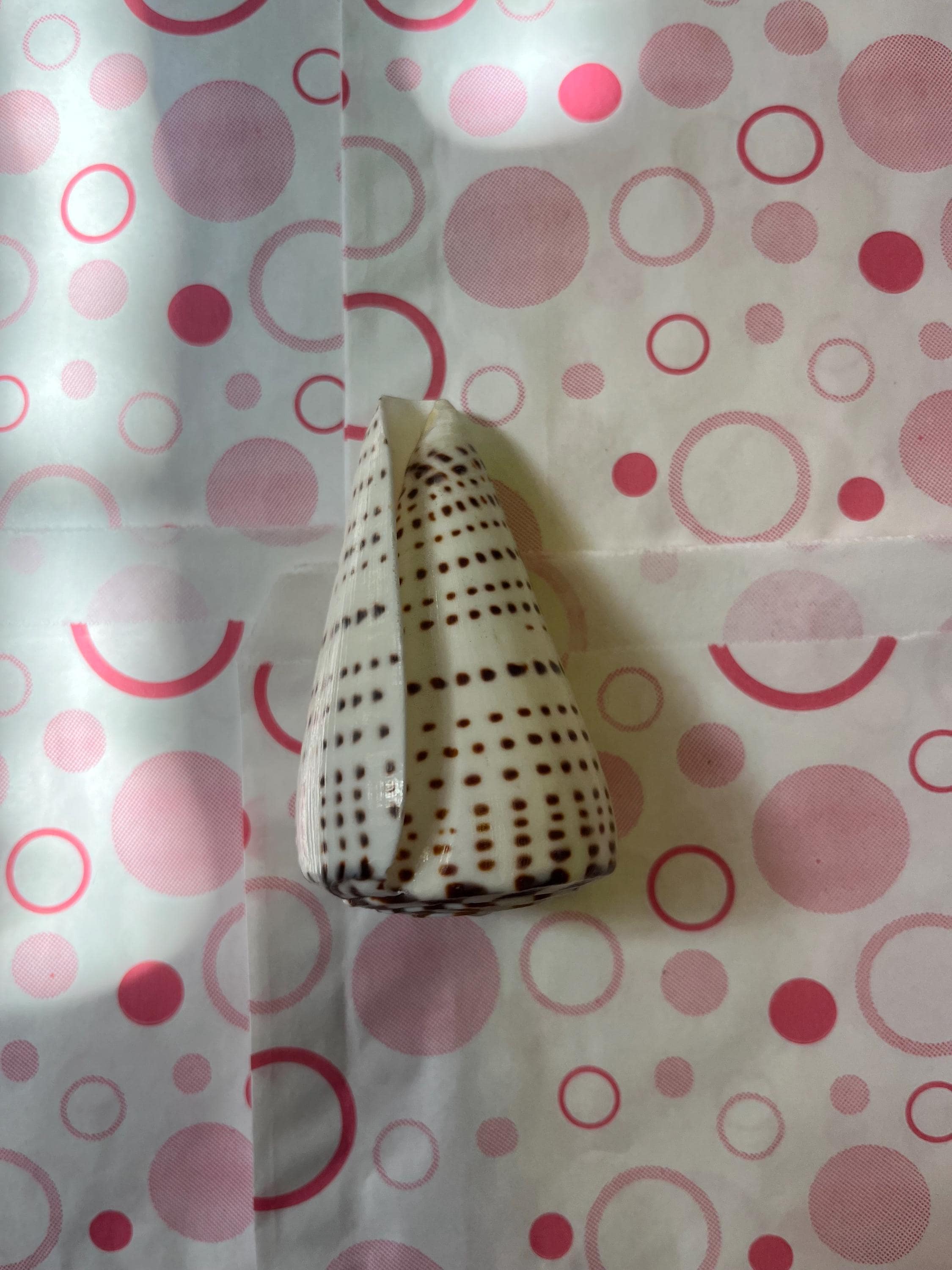 Leopard Cone Shell Seashell Conus Leopardus Genuine Real Natural Shell ...