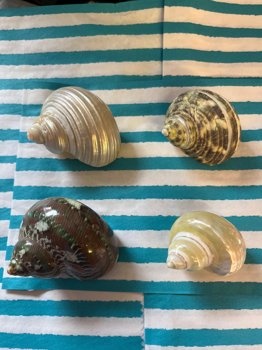 Turbo Shell Selection X 4 Shells From Philippines Natural - Etsy
