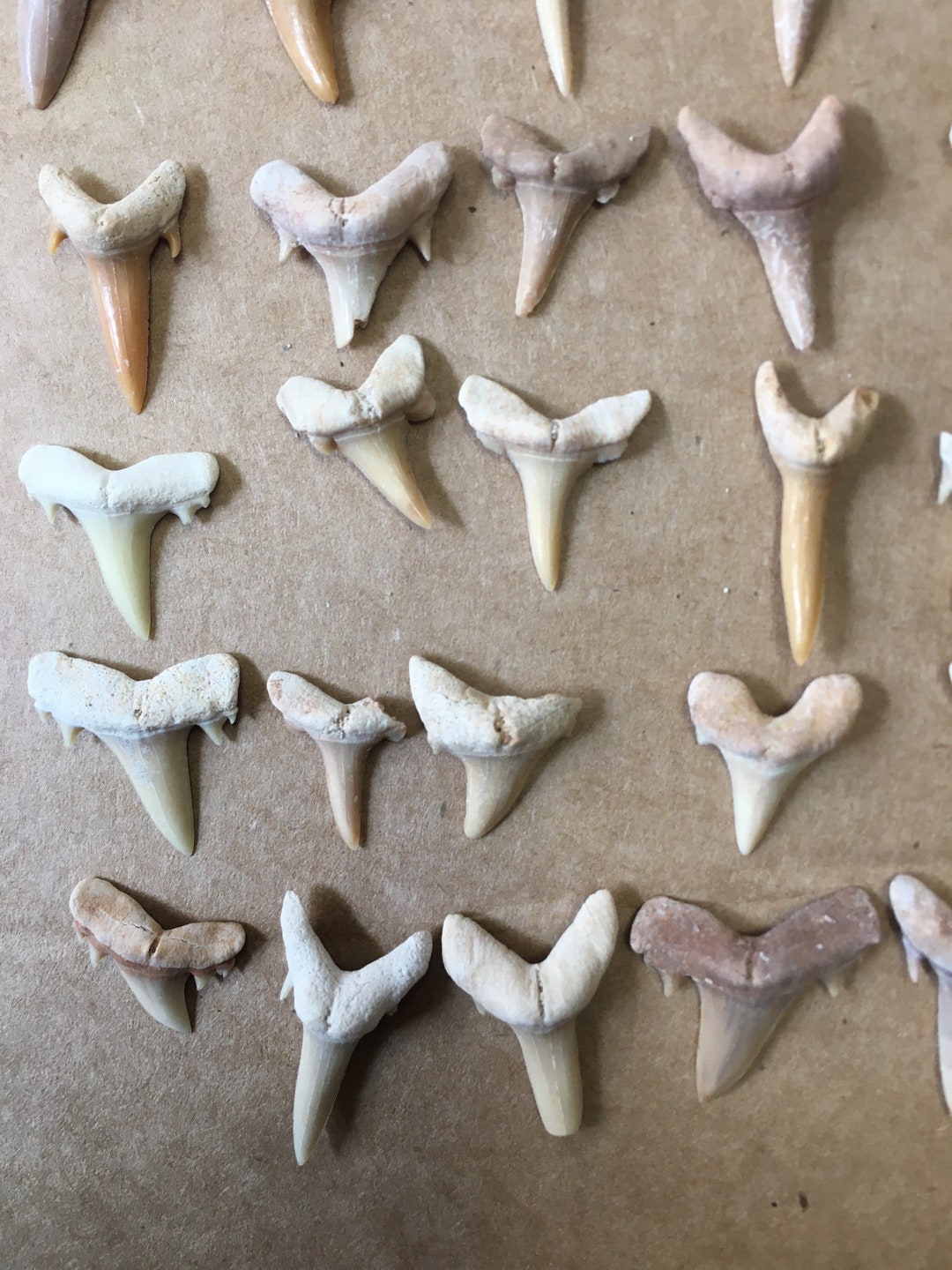 Fossil Sand Shark Tooth Small Striatolamia Macrota Shark Odontaspididae ...