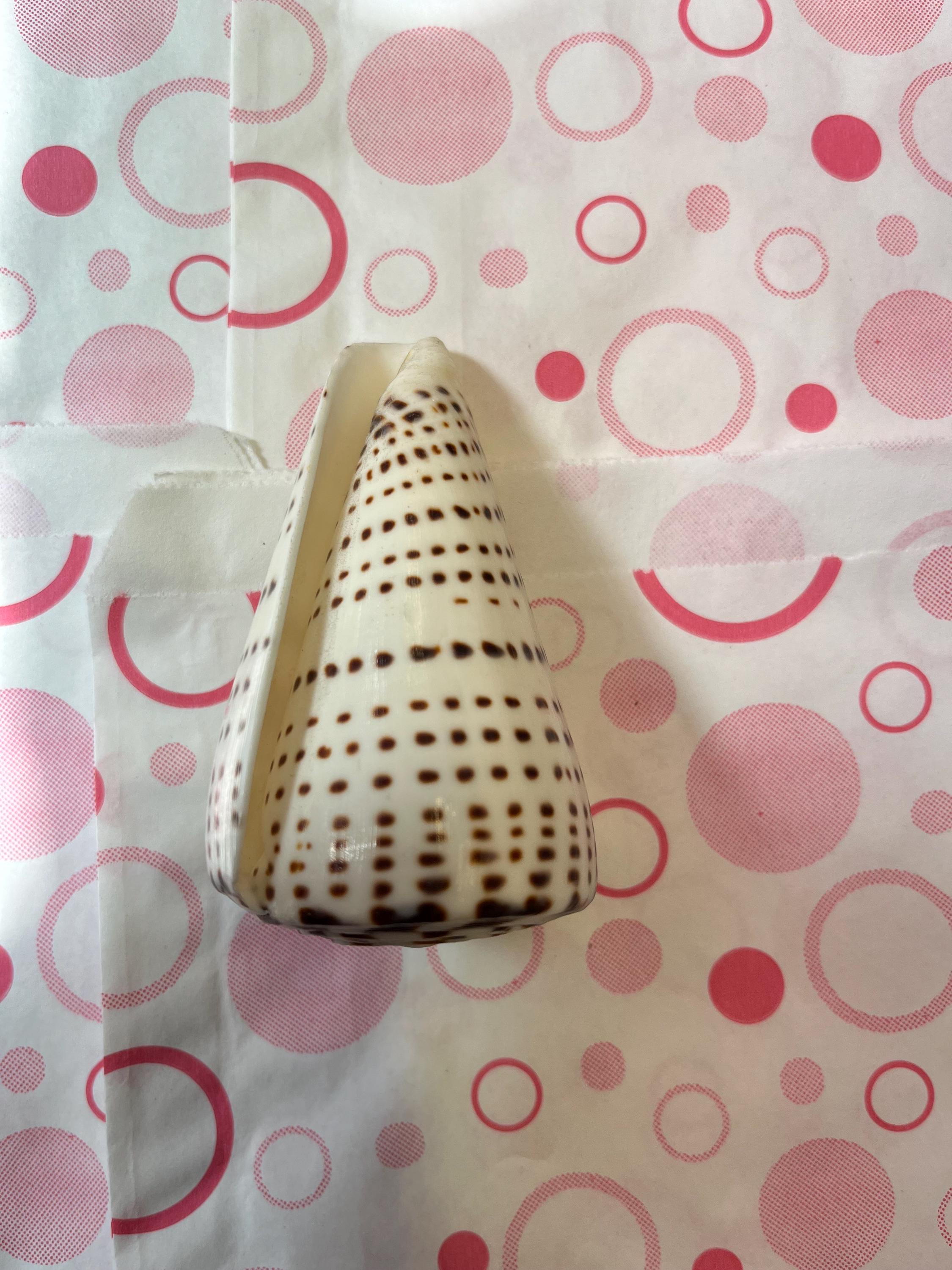 Leopard Cone Shell Seashell Conus Leopardus Genuine Real Natural Shell ...