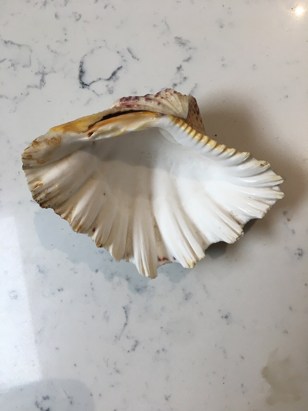Giant Clam Shell Strawberry Bear Claw Clam Horses Hoof Clam Rare ...
