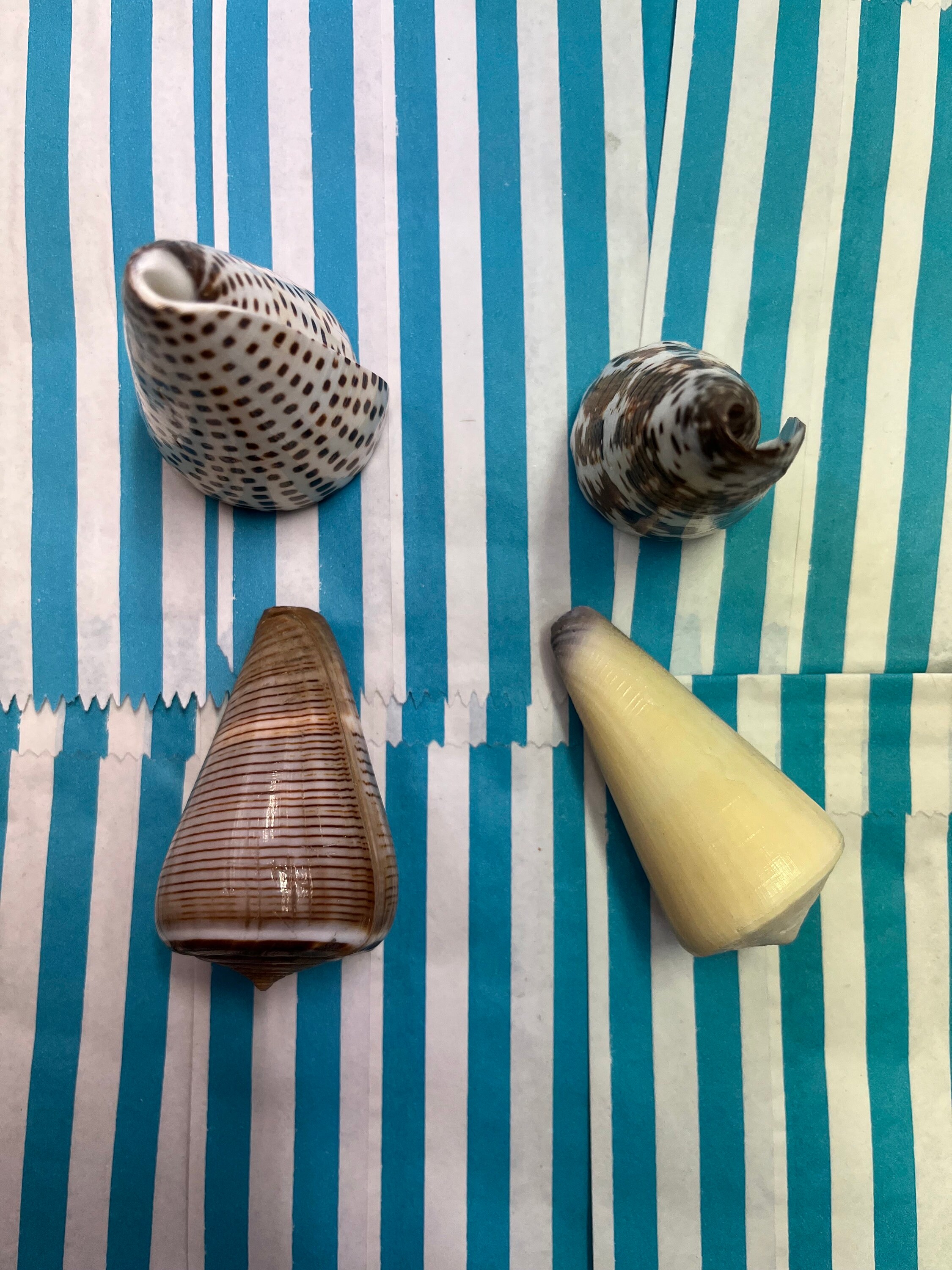 Cone Shell Collection Set of 4 Shells Seashell Selection Natural ...