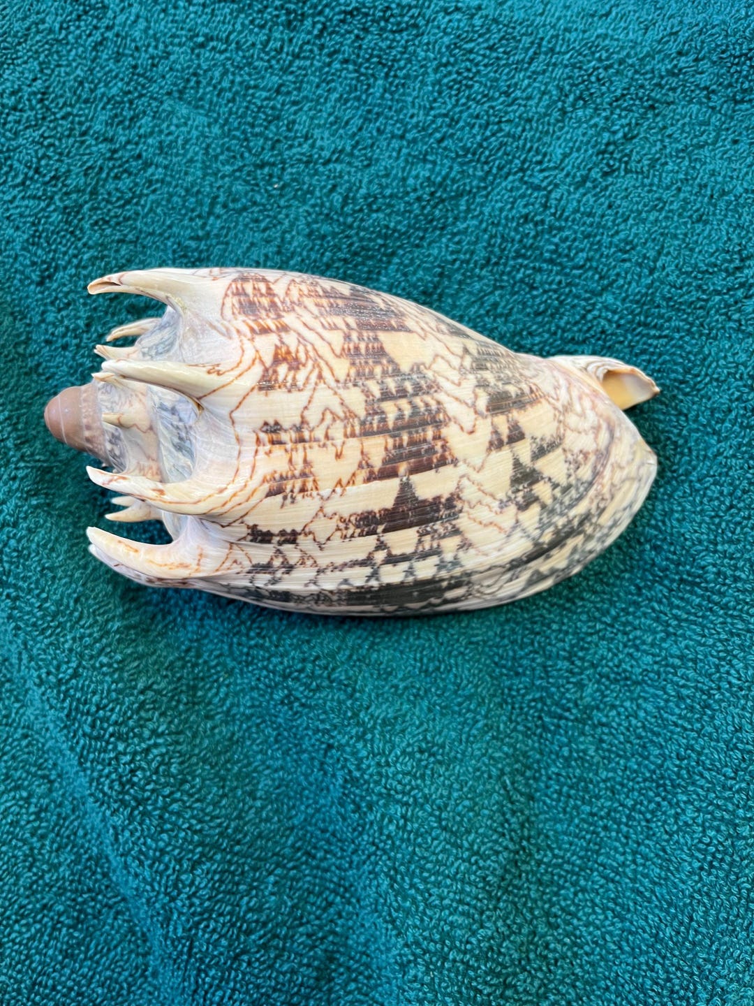 Imperial Volute Shell Cymbiola Imperialis Natural Sea Shell Pattern Sea ...