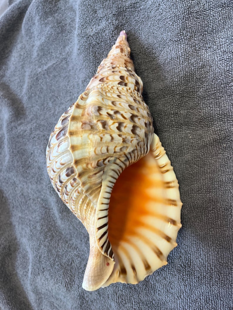 Trumpet Triton Shell Charonia Tritonis Natural Rare Antique Sea Shell ...