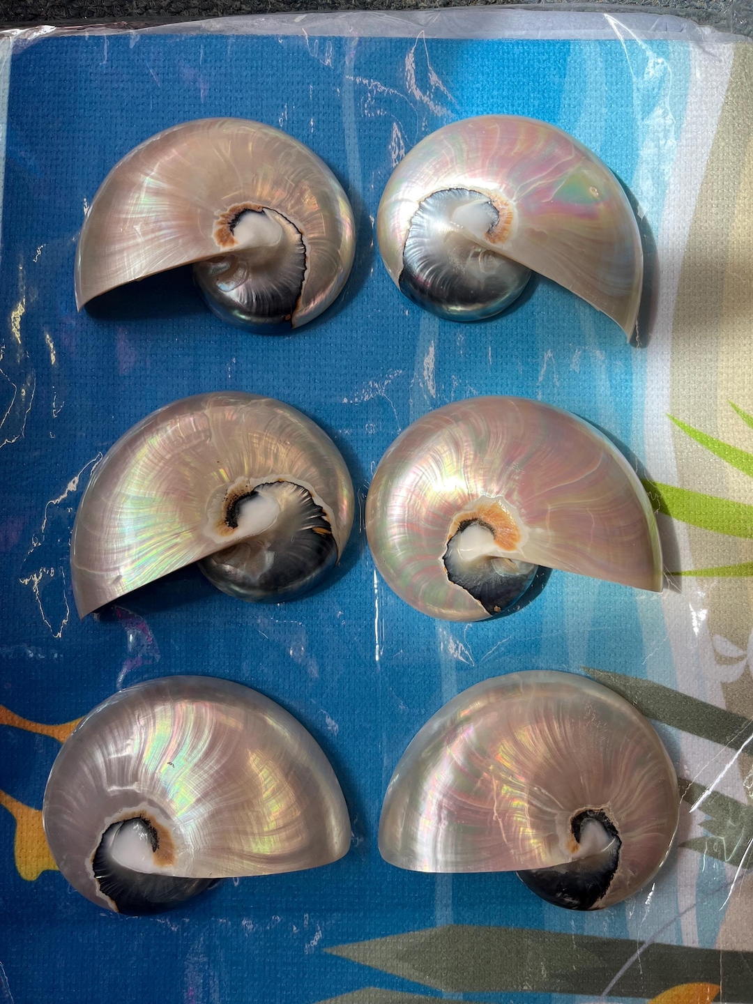 Nautilus Shell Pearl Chambered Nautilus Half Sea Shell Natural Mother ...