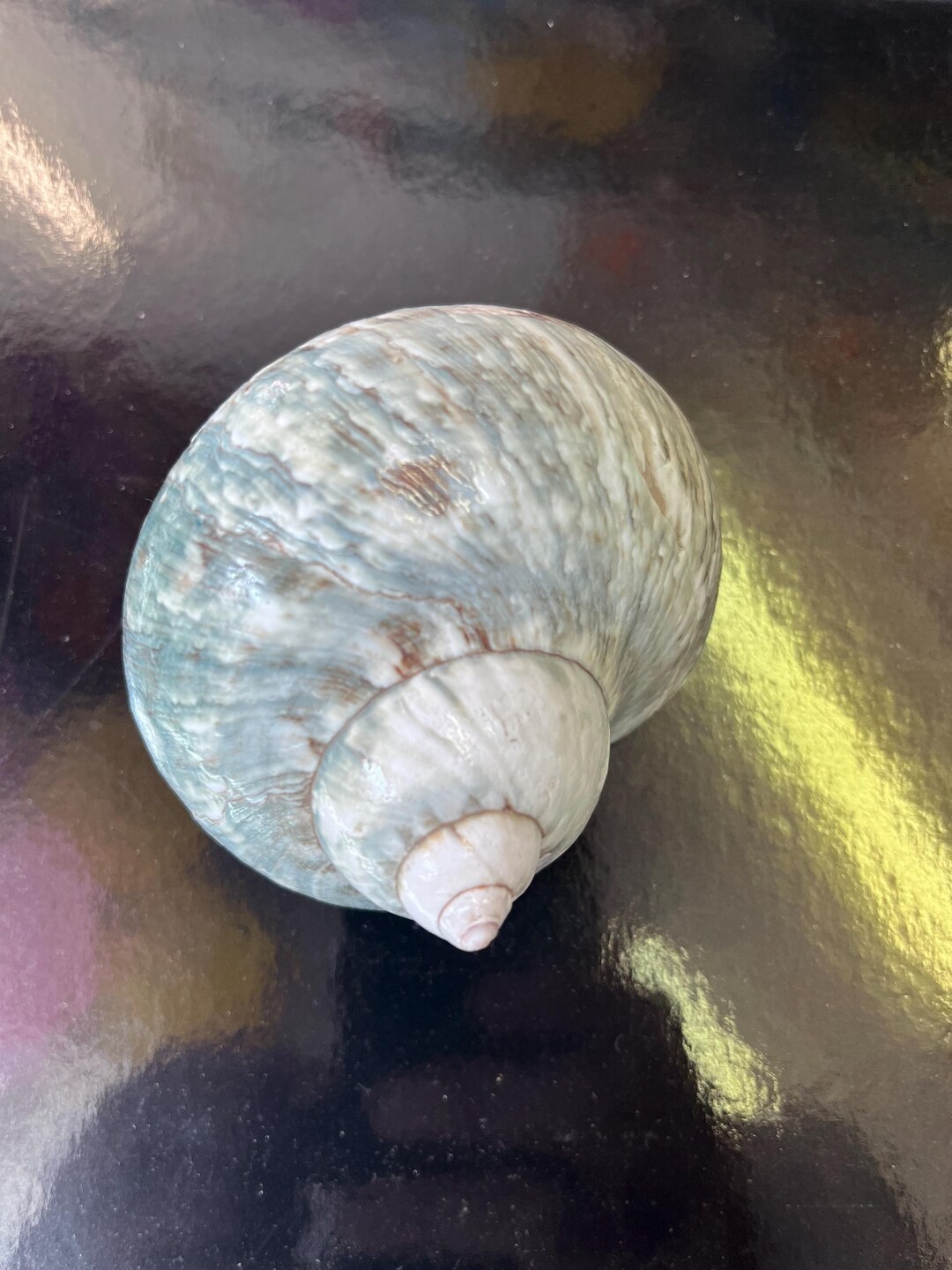 Green Turbo Shell Turbo Borghese Turbo Imperialis Large Natural ...