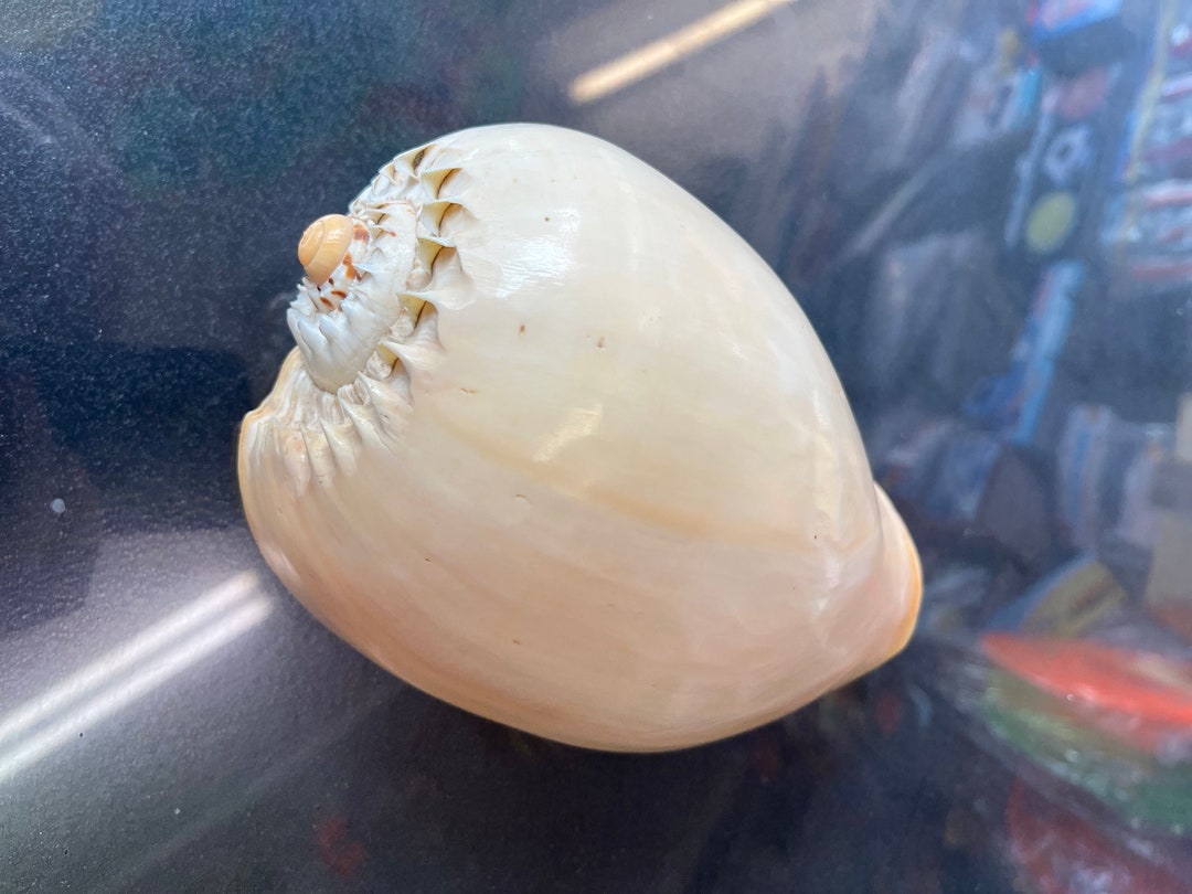 Melon Sea Shell Bailer Shell Natural Stunning Polished Shell From ...