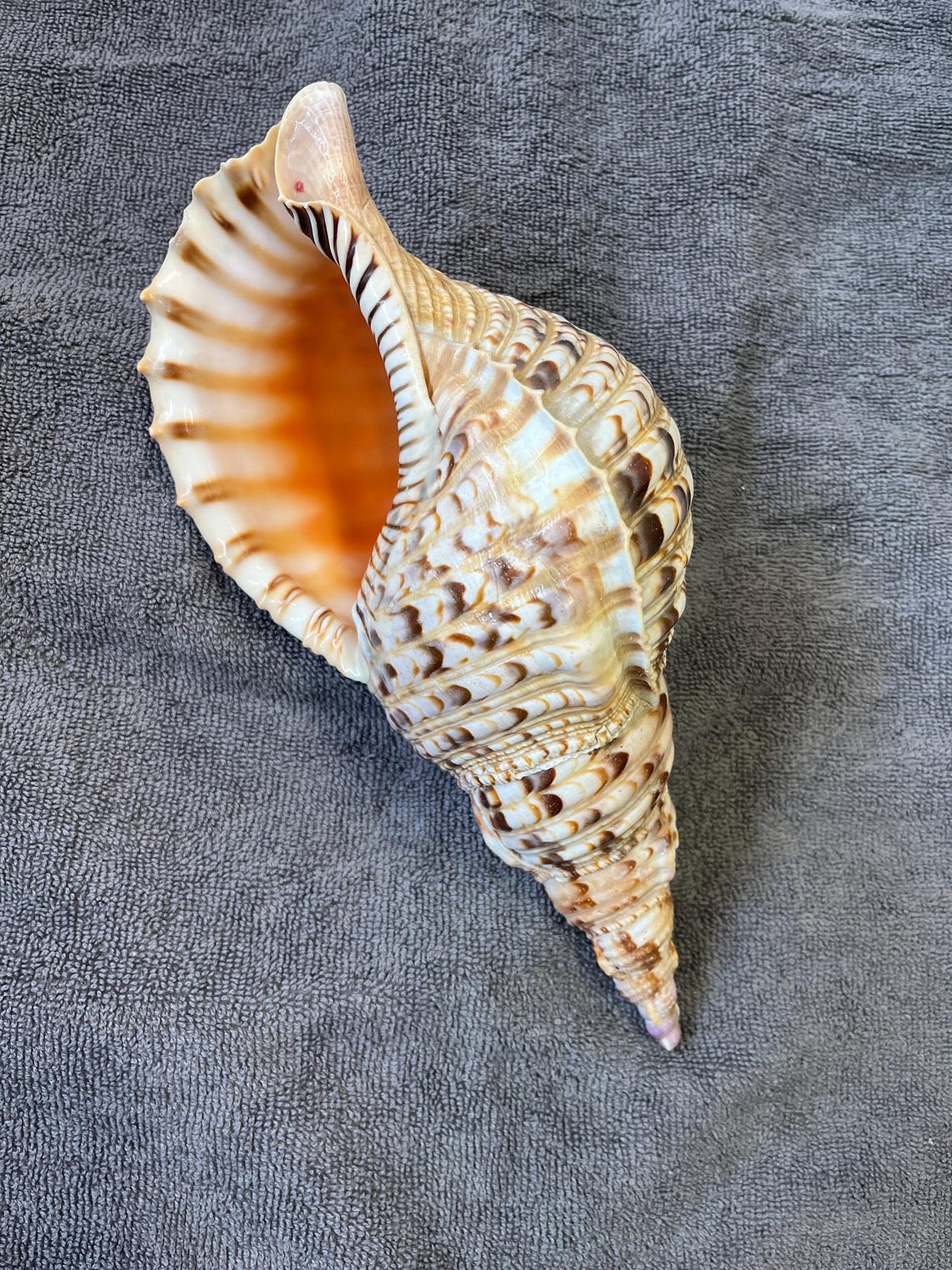 Trumpet Triton Shell Charonia Tritonis Natural Rare Antique Sea Shell ...