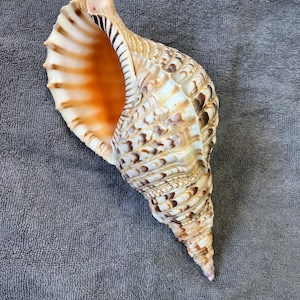 Trumpet Triton Shell Charonia Tritonis Natural Rare Antique Sea Shell ...