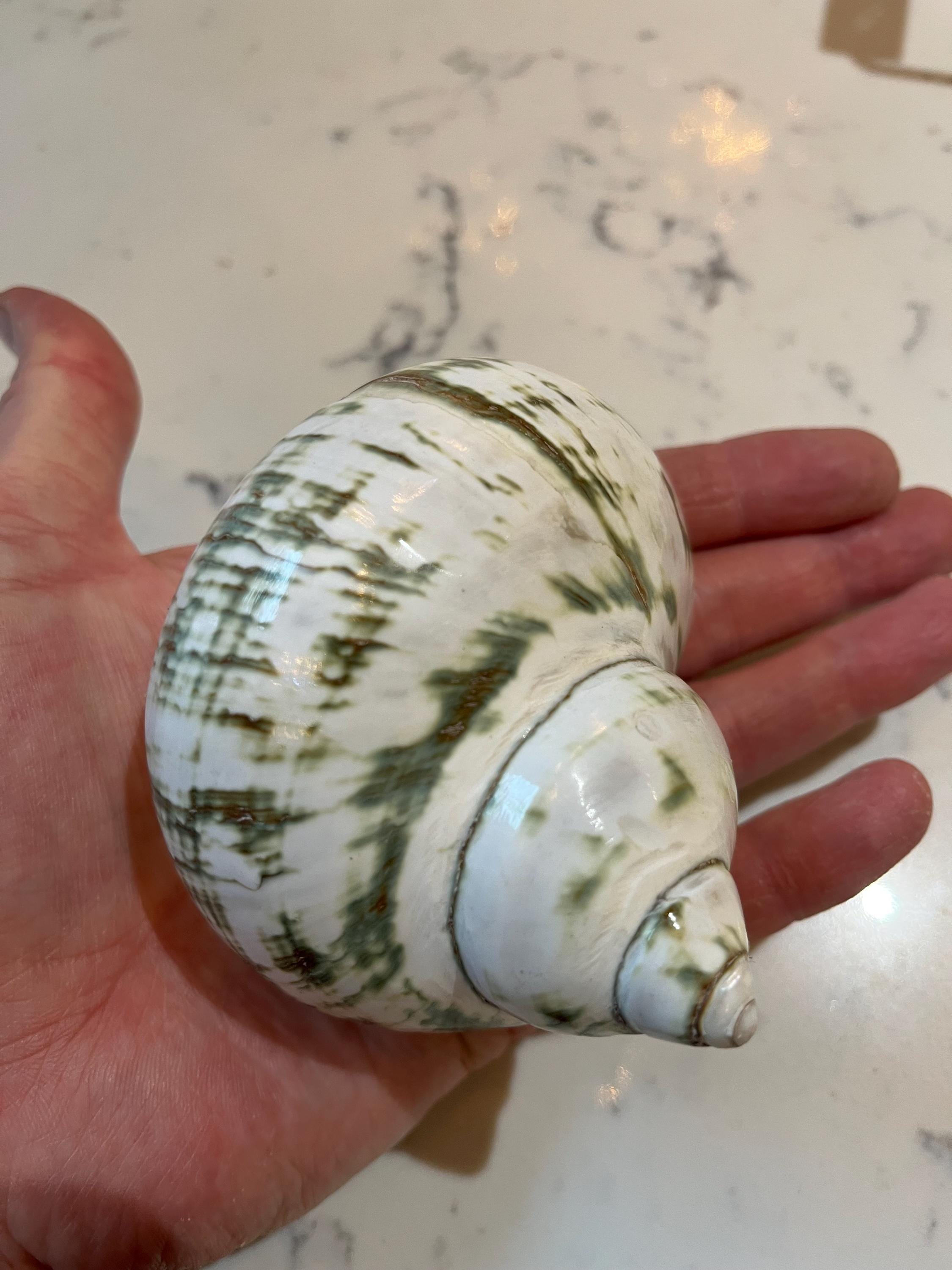 Green Turbo Shell Turbo Borghese Turbo Imperialis Large Natural ...