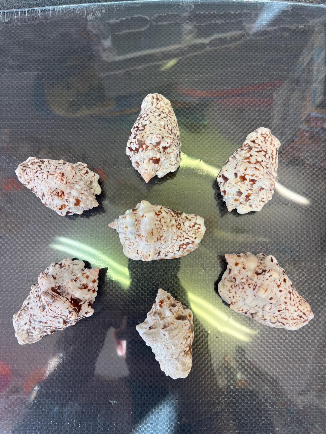 Silver Lip Conch Shell Natural Sea Shell From Philippines Lentigo ...