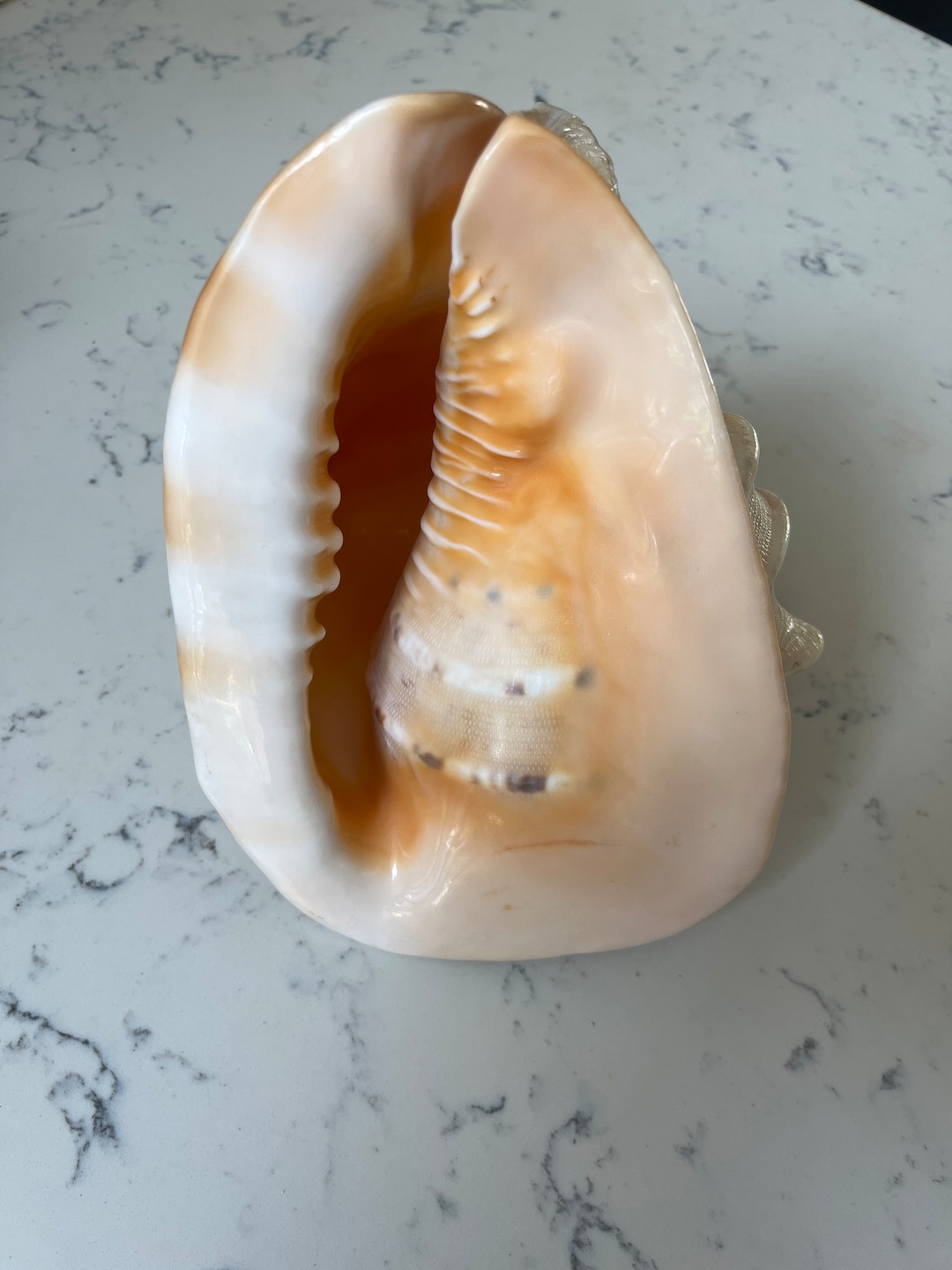 Queens Helmet Shell Horn Conch Sea Shell Drilled Musical Instrument ...