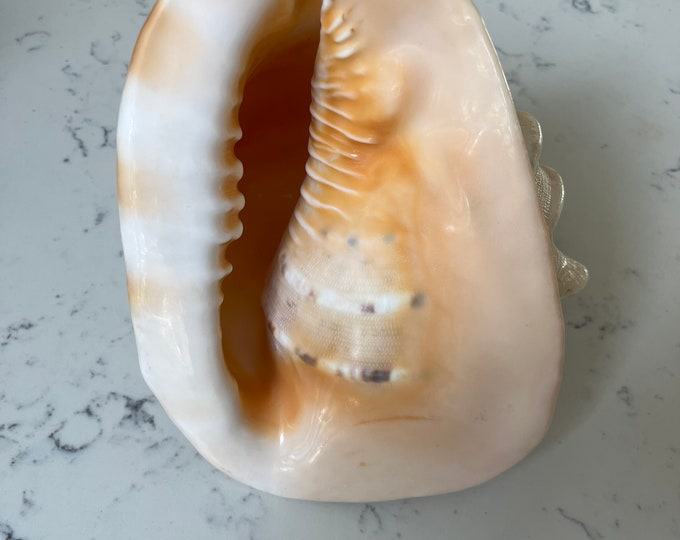 Queens Helmet Shell Horn Conch Sea Shell Drilled Musical Instrument ...