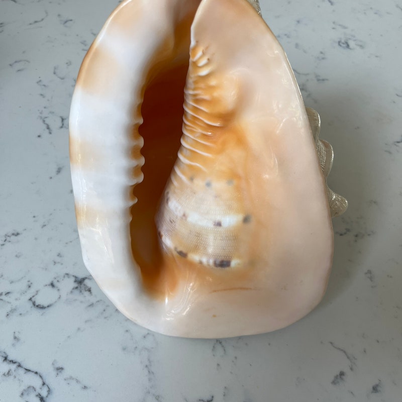 Conch Sea Shell - Etsy