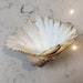 Giant Clam Shell Strawberry Bear Claw Clam Horses Hoof Clam Rare ...