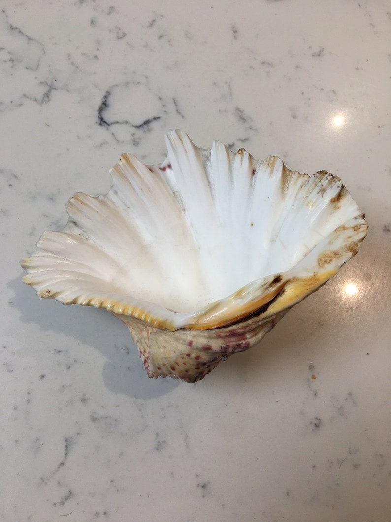 Giant Clam Shell Strawberry Bear Claw Clam Horses Hoof Clam Rare ...