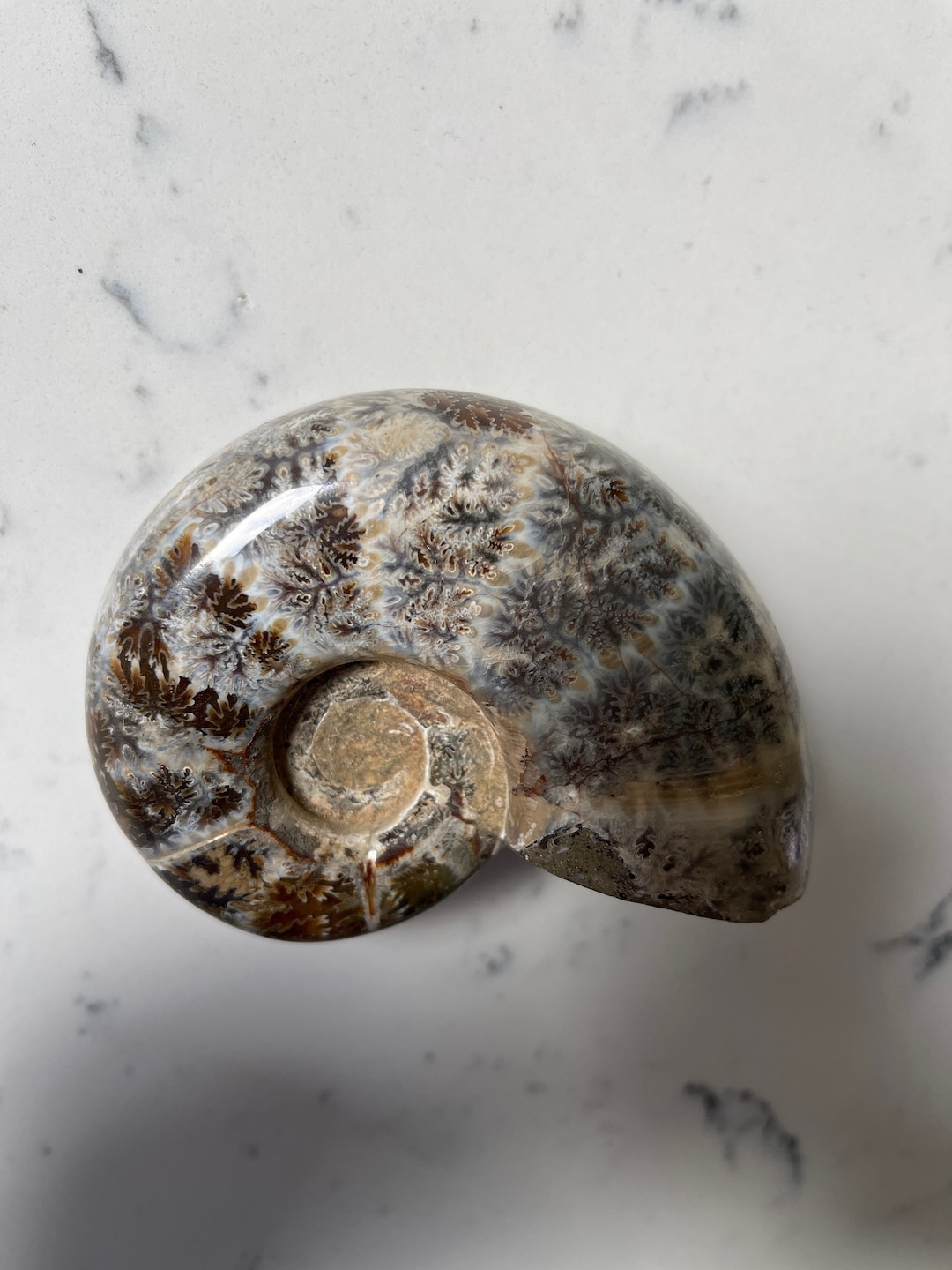 Nautilus Fossil Natural Ancient Chambered Shell Polished Oak Leaf - Etsy