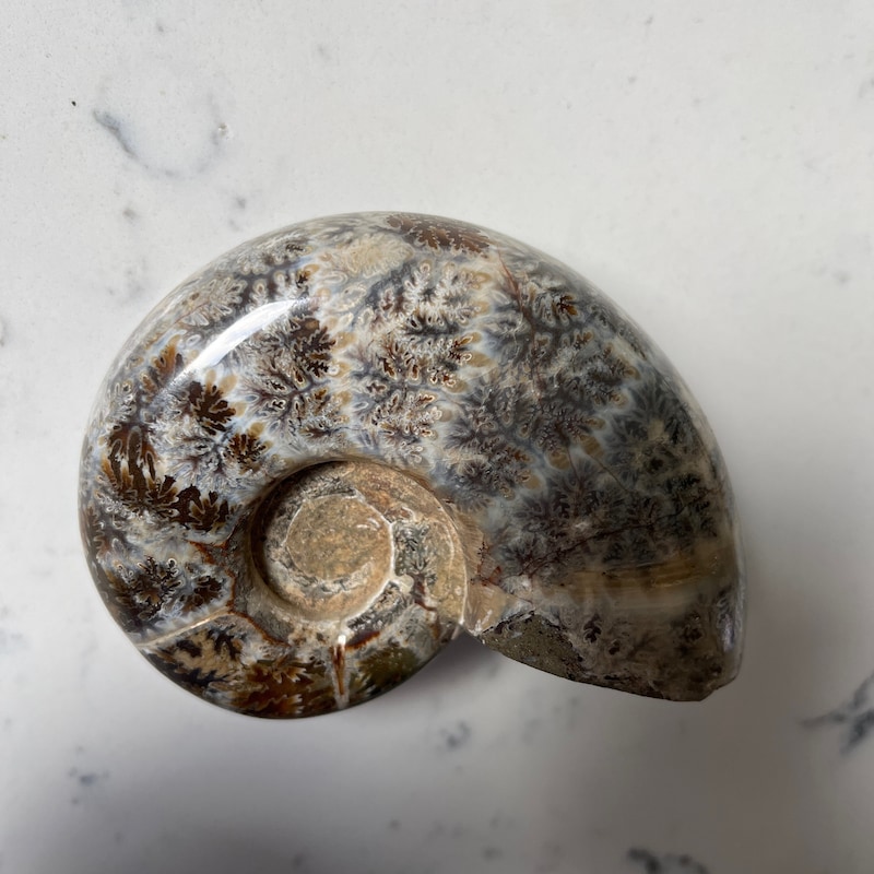 Polished Fossils - Etsy
