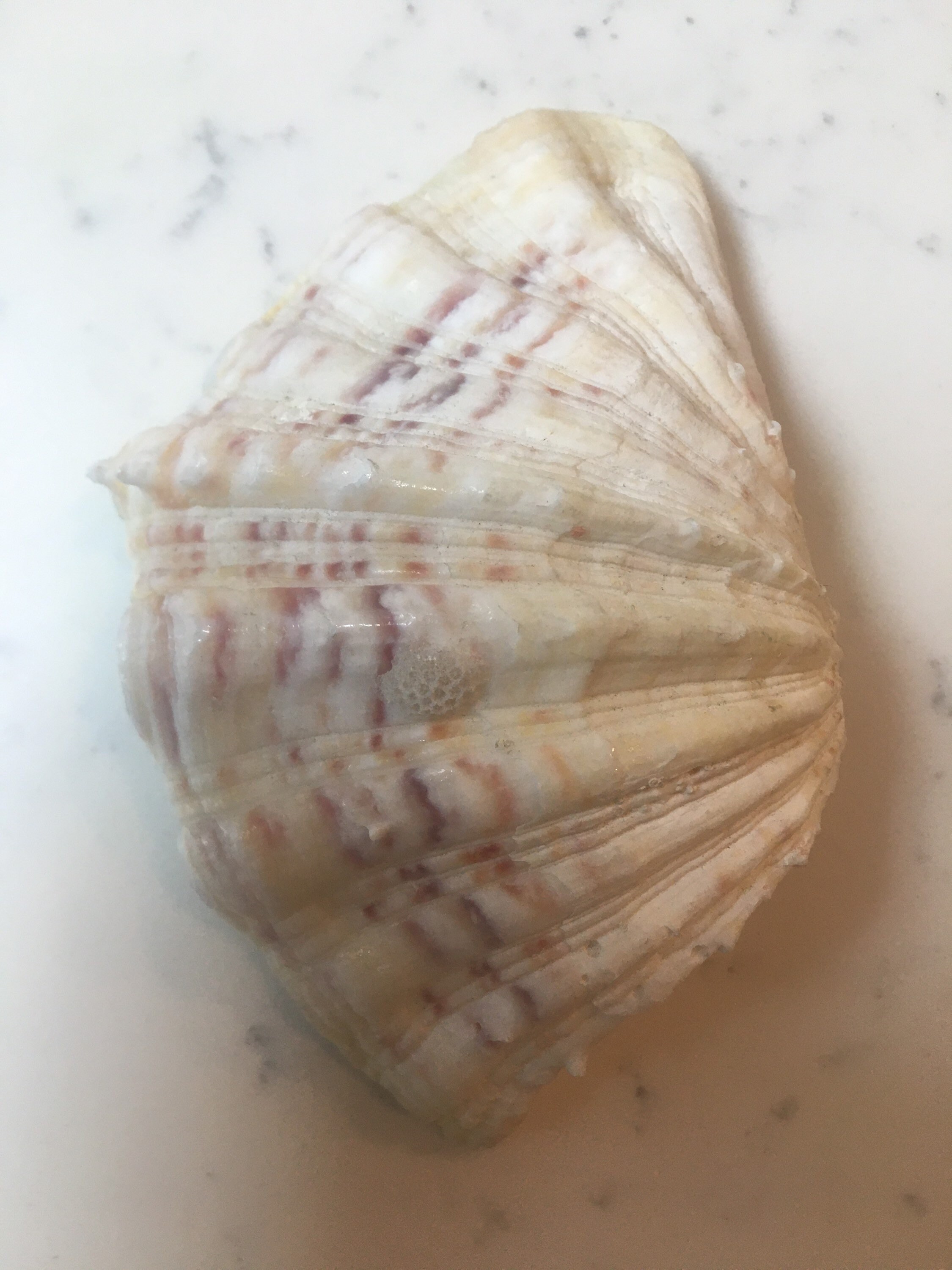 Giant Clam Shell Strawberry Bear Claw Clam Horses Hoof Clam - Etsy