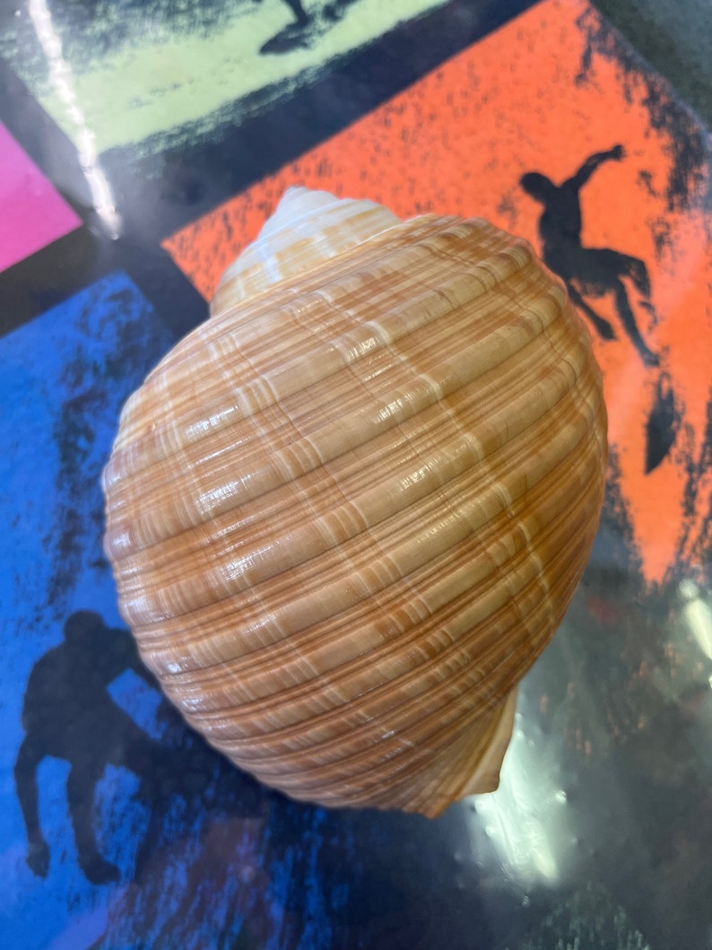 Tonna Shell Giant Tun Shell Tonna Galea Large Natural Sea - Etsy