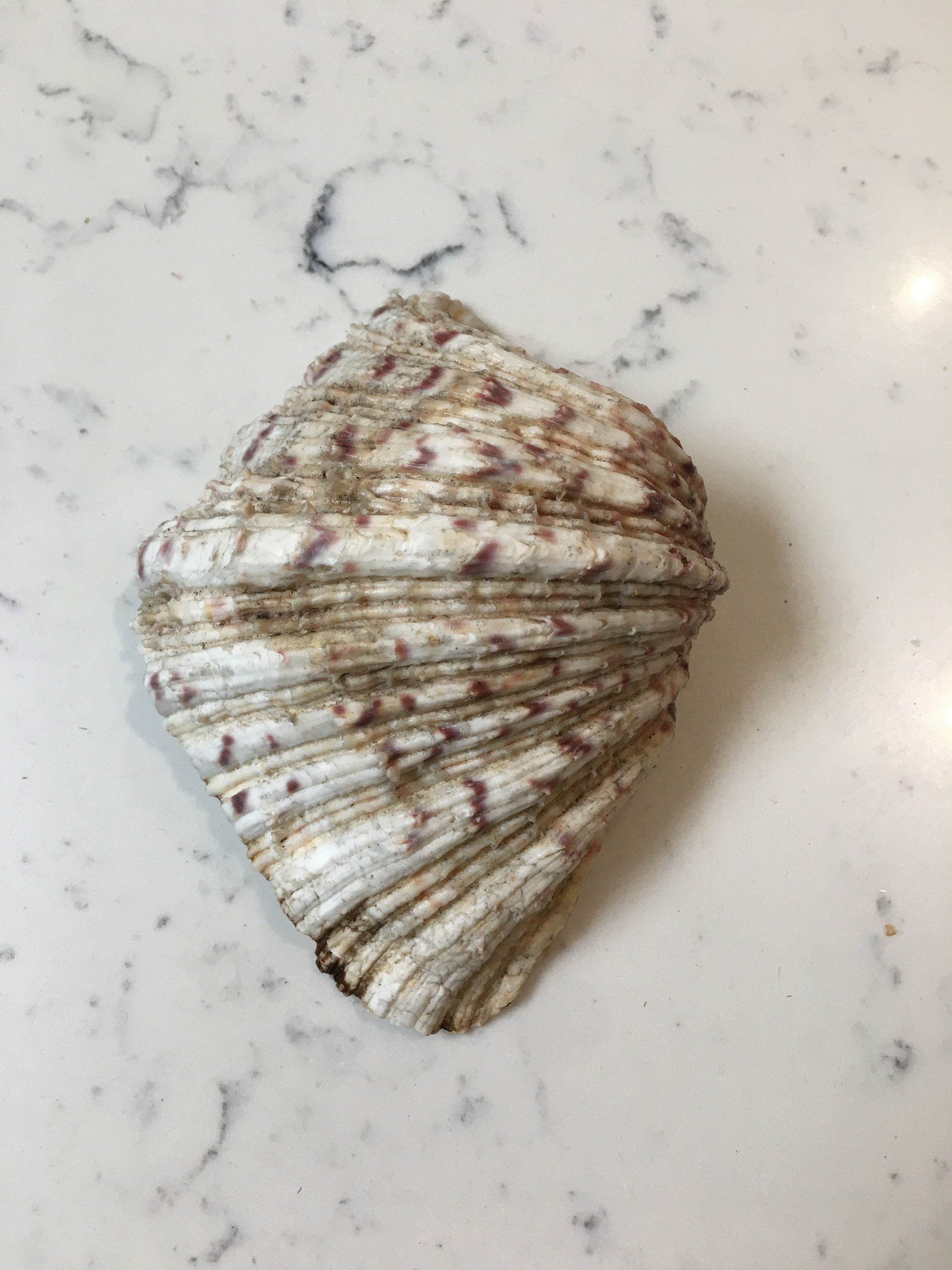 Giant Clam Shell Strawberry Bear Claw Clam Horses Hoof Clam Rare ...