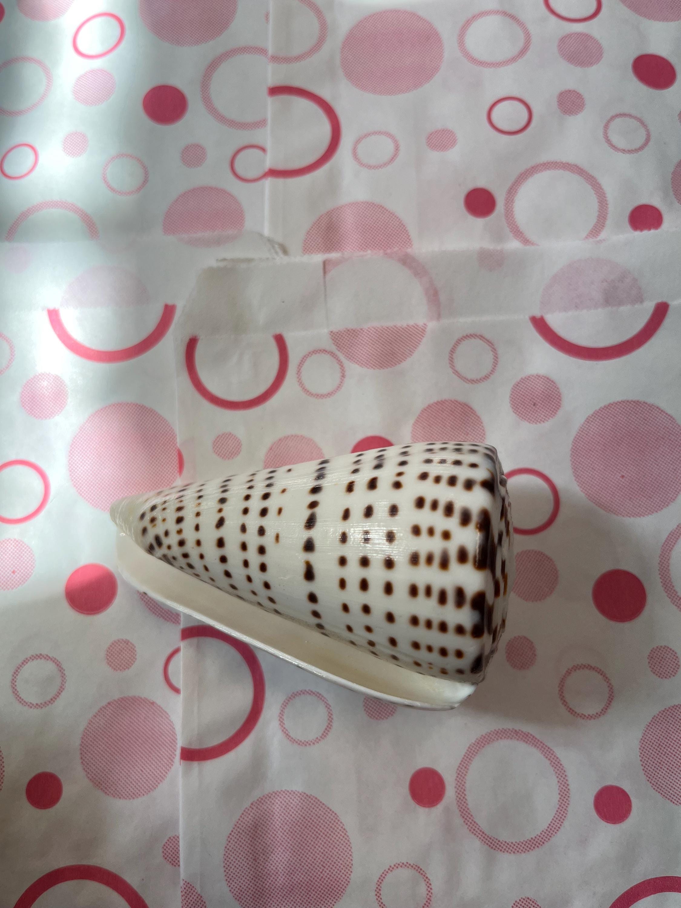 Leopard Cone Shell Seashell Conus Leopardus Genuine Real Natural Shell ...