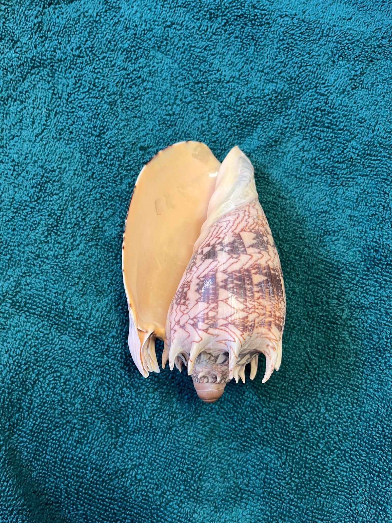 Imperial Volute Shell Cymbiola Imperialis Natural Sea Shell Pattern Sea ...
