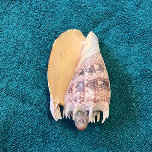 Imperial Volute Shell Cymbiola Imperialis Natural Sea Shell Pattern Sea ...