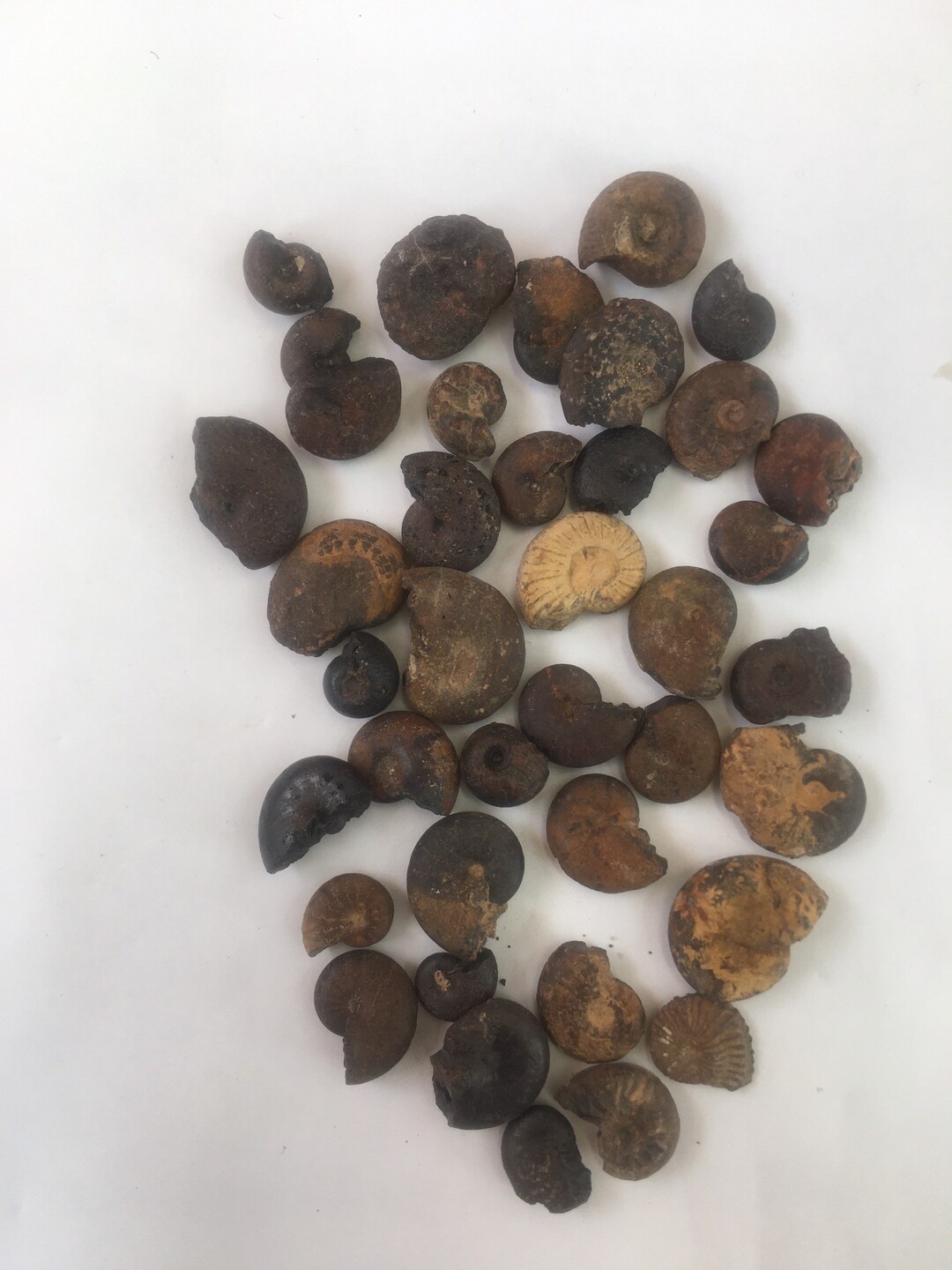 Fossil Ammonite Natural X 12 12 Pieces Mini Fossils Stocking Fillers ...