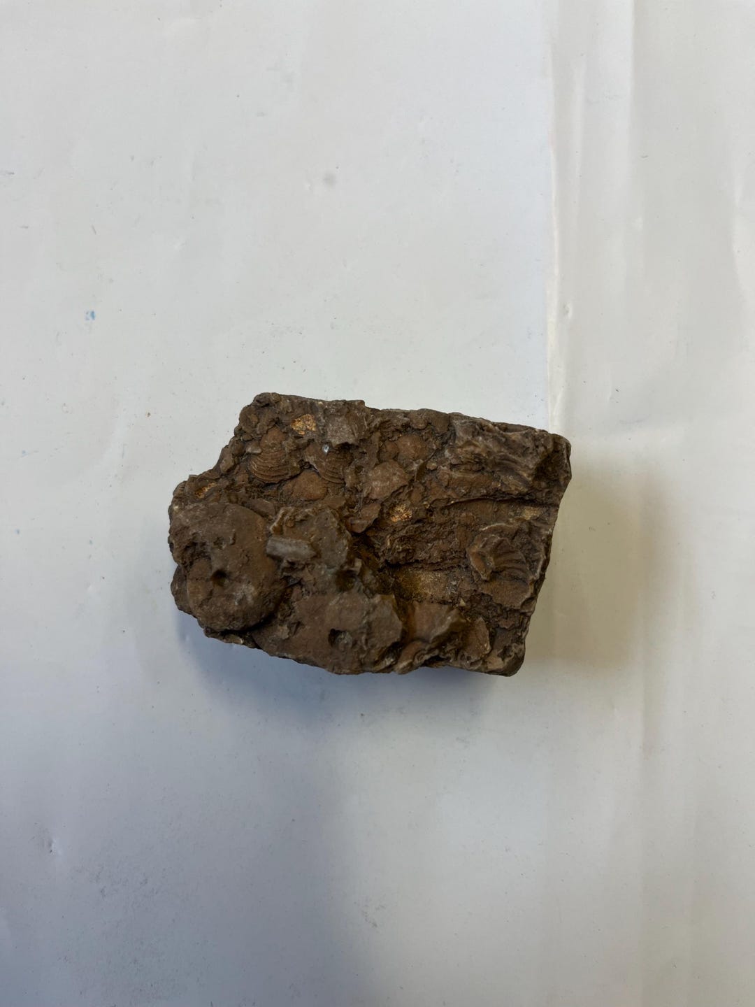 Fossil Ammonite Muliple Ammonites Shell Bivalve Iron Hematite Bed From ...