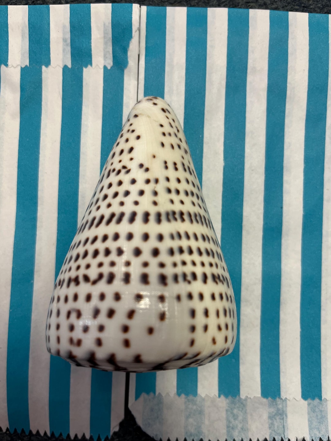 Leopard Cone Shell Large Seashell Conus Leopardus Genuine Real Natural ...