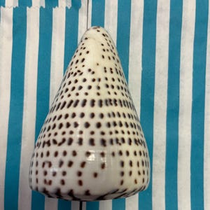 Leopard Cone Shell Large Seashell Conus Leopardus Genuine Real Natural ...