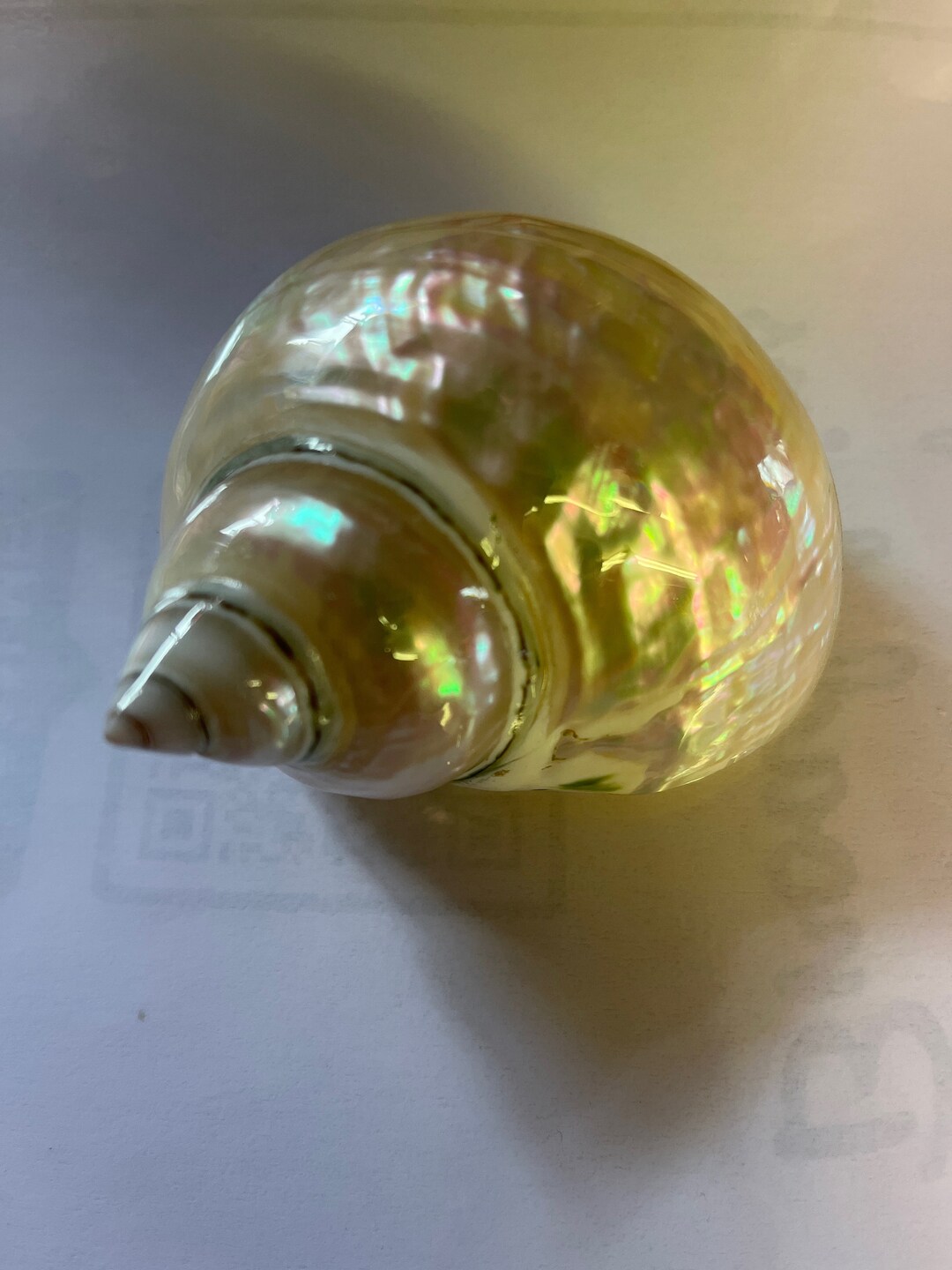 Pearl Green Turbo Shell Turbo Borghese Turbo Imperialis Polished