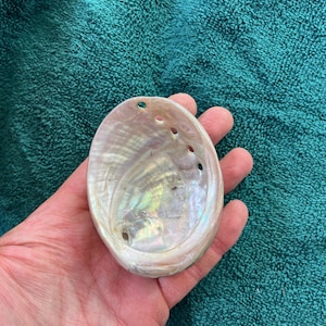 Pinto Abalone Shell Northern Ablalone Threaded Abalone Haliotis ...