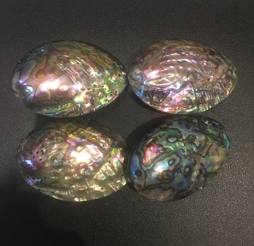 Abalone Paua Shell Complete Pair for Display Pendant From New Zealand ...
