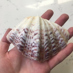 Giant Clam Shell Strawberry Bear Claw Clam Horses Hoof Clam Rare ...