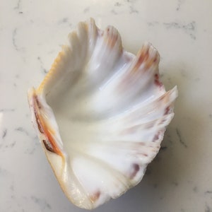 Giant Clam Shell Strawberry Bear Claw Clam Horses Hoof Clam Rare ...
