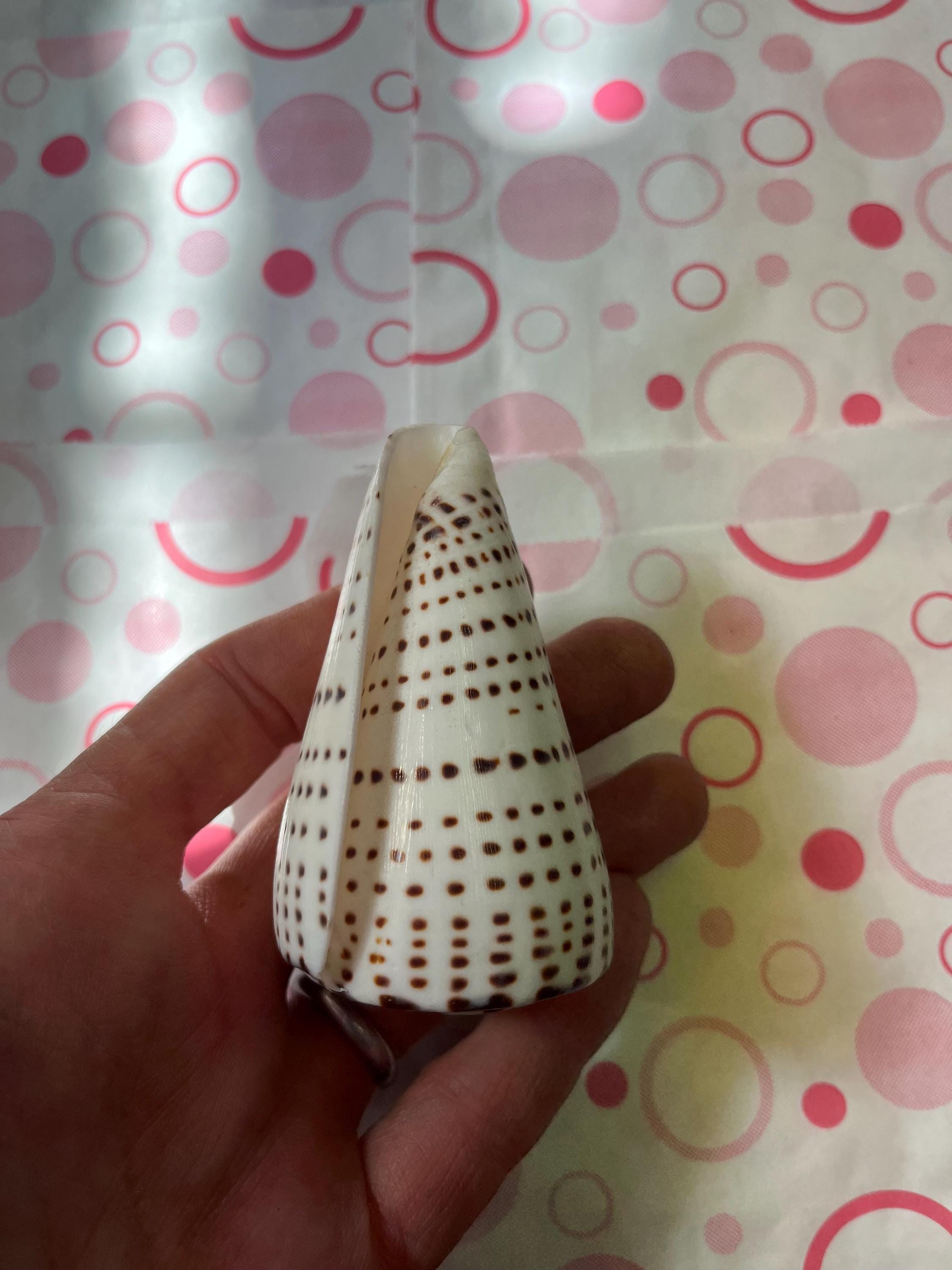 Leopard Cone Shell Seashell Conus Leopardus Genuine Real Natural Shell ...