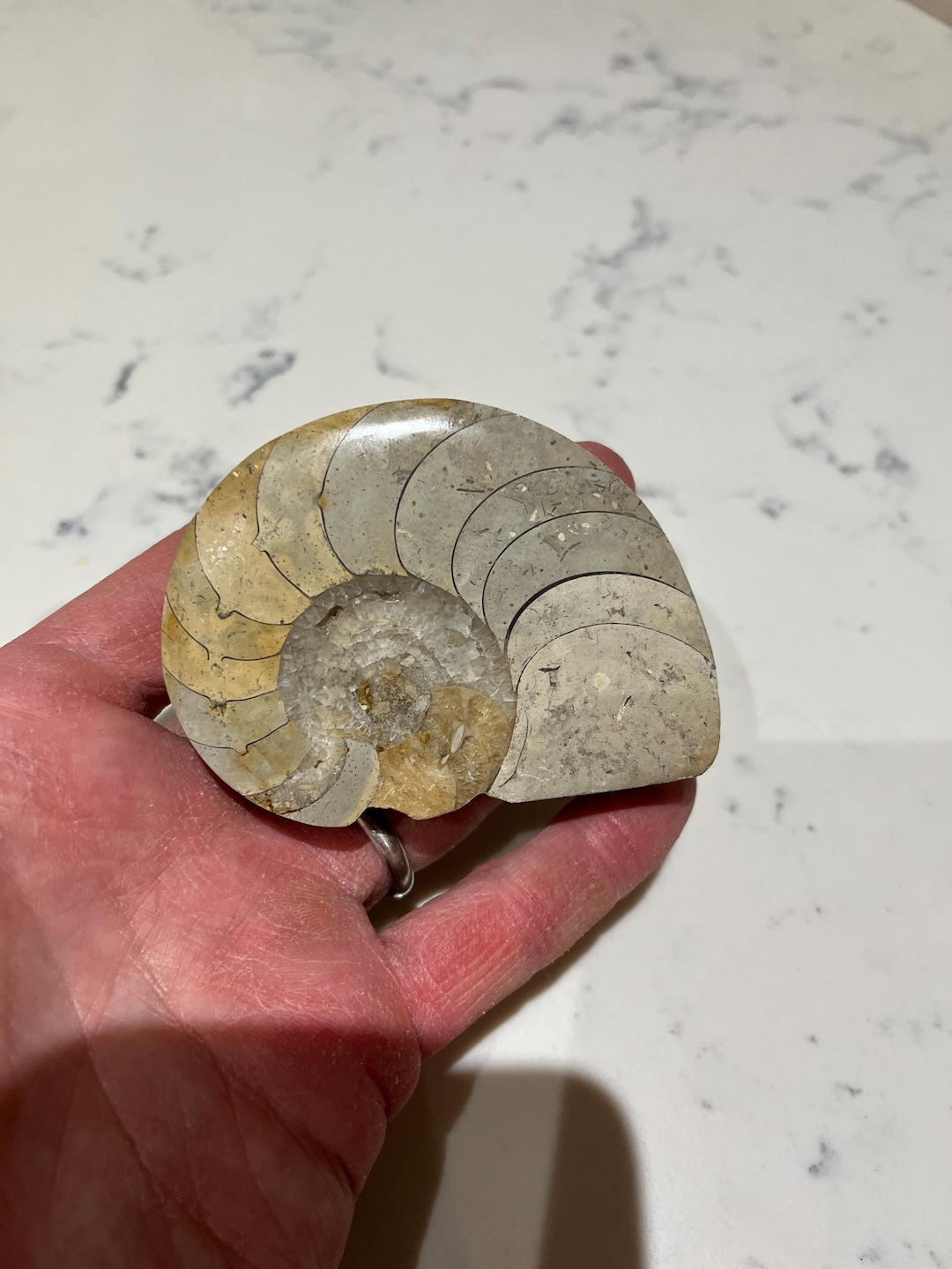 Fossil Ammonite Hildoceras Polished Found Ilminster Somerset U.K. Found ...